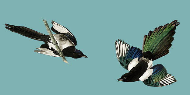 Le formiche tagliafoglie | Bert Hölldobler, Edward O. Wilson - Adelphi ...