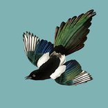 Le formiche tagliafoglie | Bert Hölldobler, Edward O. Wilson - Adelphi ...